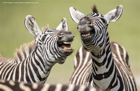 40 Funny Finalists From The 2019 Comedy Wildlife Photography Awards