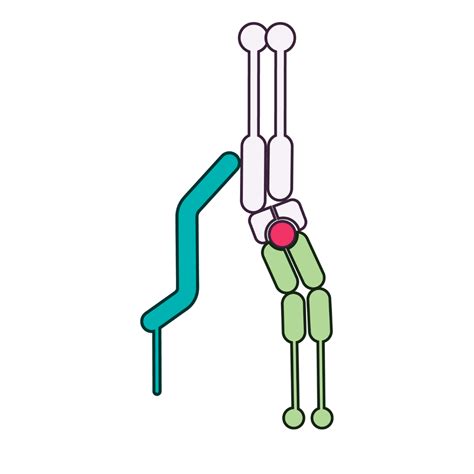 Mhc Class Ii Cd4 Tcr Complex