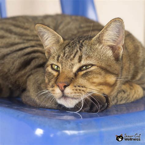 Why Do Cats Curl Their Paws Inward Senior Cat Wellness