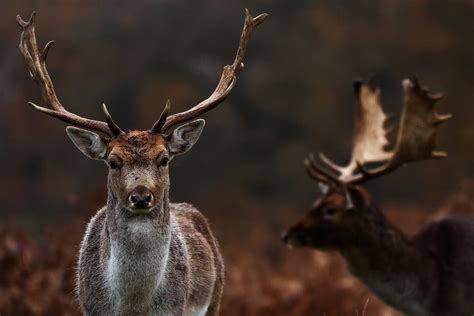 Scientists Warn ‘zombie Deer Disease Could Spread To Humans As Cases