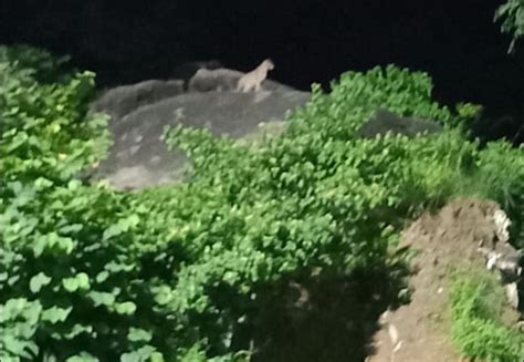 Tiger Sighted Near Bhima Bhoi Medical In Balangir Photo Surfaces