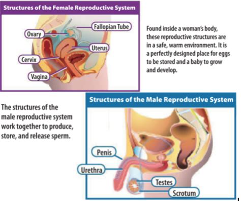 Chapter Lesson Diagram Quizlet
