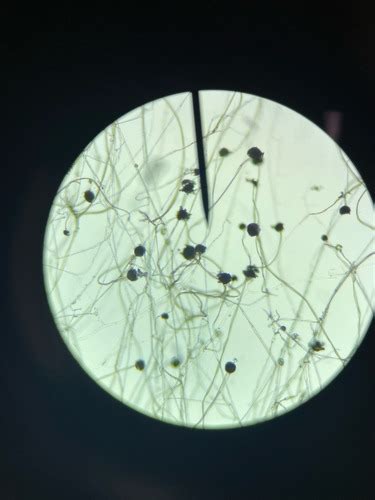 Microbiology Practical Flashcards Quizlet