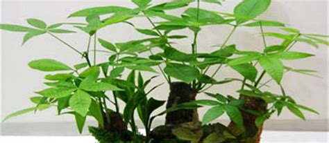 发财树的简介50字 发财树介绍卡怎么写 发财树的介绍以及特点 大山谷图库