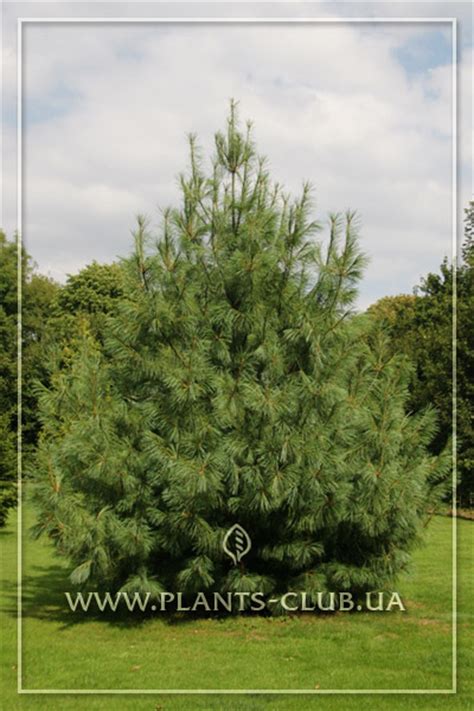 Сосна Валлиха (гималайская, Гриффита) или Pinus wallichiana (griffithii ...