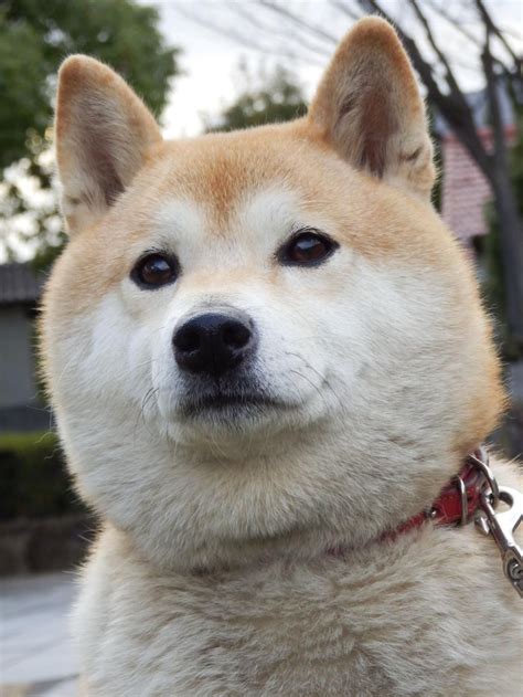 壁紙 柴犬 豆助壁紙 柴犬 豆助 ~ 無料のhd壁紙画像