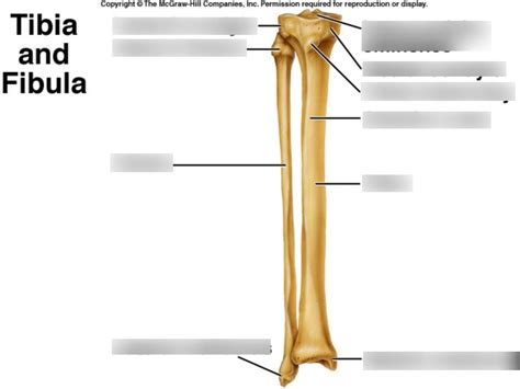 Tibia And Fibula Diagram Quizlet Tibia And Fibula Diagram Quizlet