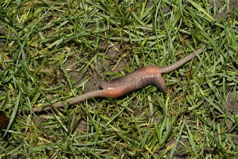 Common Earthworm Lumbricus Terrestris Stock Photo Image Of Common Lawn