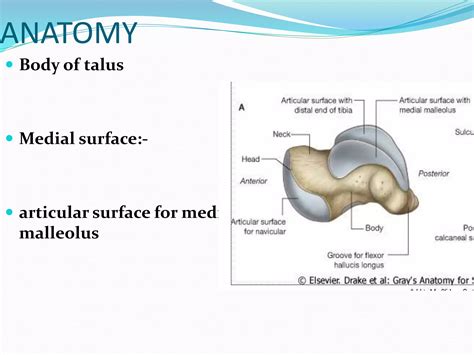 Talus Fracture Pptx
