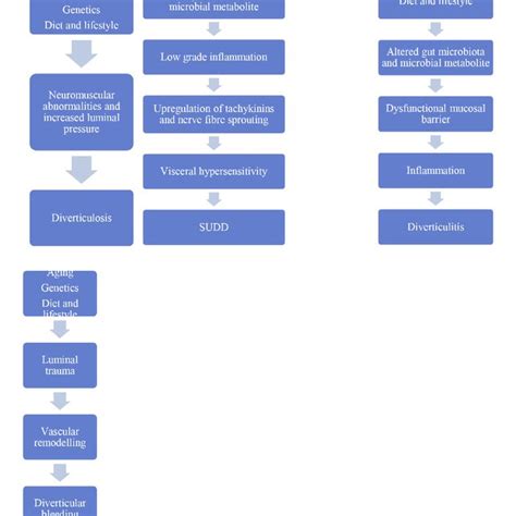 Pathophysiology Of Diverticulosis Download Scientific Diagram