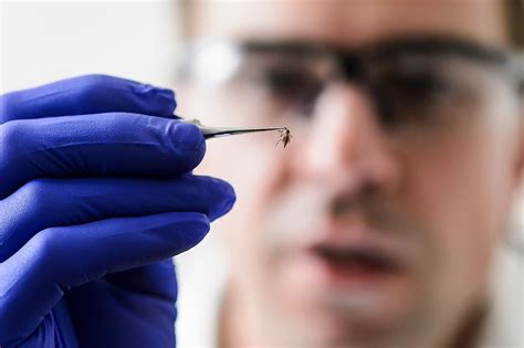 Benign Bacteria Block Mosquitoes From Transmitting Zika Chikungunya