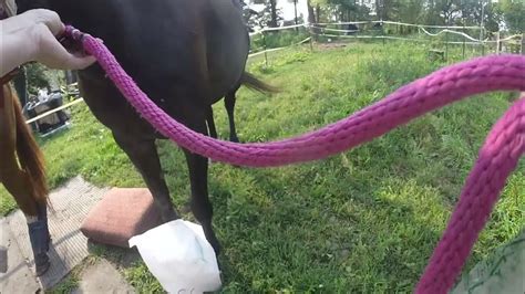 This Is A Very Long Horse Video Horses In A Pool Yet Pt 3 Gopr0905