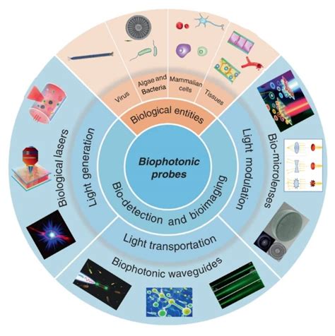 هندسة الطـب Bme Biophotonic Probes For Bio Detection And