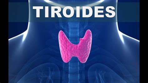Que Es La Tiroides