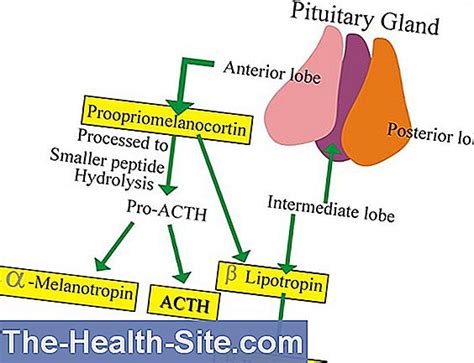 Acth O Que O Valor De Laboratório Significa Científico Prática