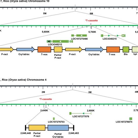 Schematic Diagram Of The Whole Structure And Arrangement Of Transgene Download Scientific
