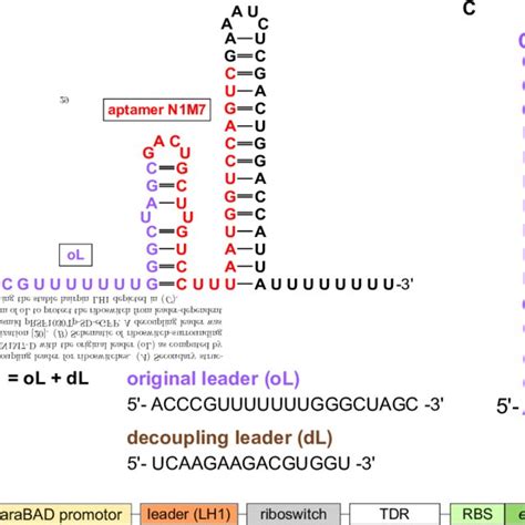 Figure A1 A Decoupling Leader For Riboswitches A Secondary