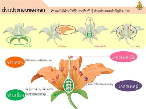 กระบวนการในการดำรงชีวิตของพืช Mppmiw หน้าหนังสือ 5 พลิก Pdf ออนไลน์ Pubhtml5