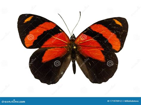 Color Beautiful Butterfly Flying Isolated On White Stock Photo Image