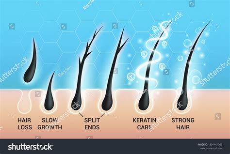 Real Hair Follicle