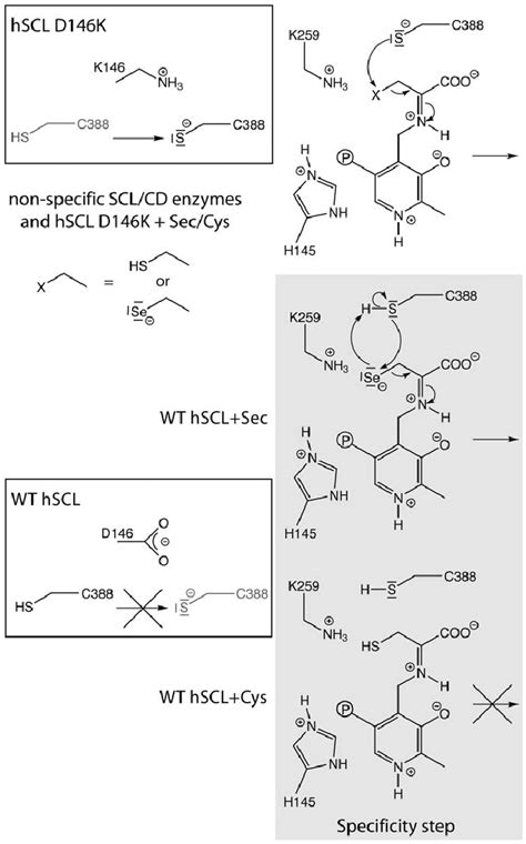 Proposed Specificity Step In Hscl Shown With Gray Background Hscl