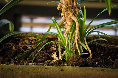 실내 Pandanus Amaryllifolius 또는 향기로운 판단 잎은 아시아 음식과 디저트의 향과 색상을 향상시키는 데 사용됩니다 가정 원예 도시 농업 심기 취미