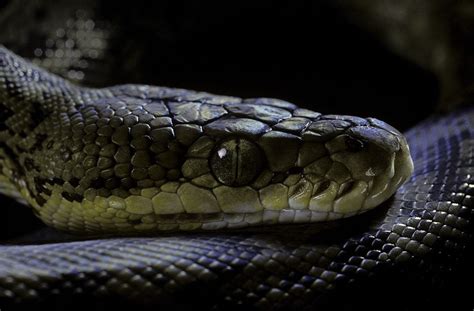 Malayopython Timoriensis Timor Python Posters And Prints By Anonymous