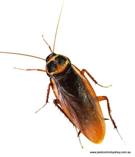 Sydneys Best Pest Control Updated May 2024 11 Photos Level 45